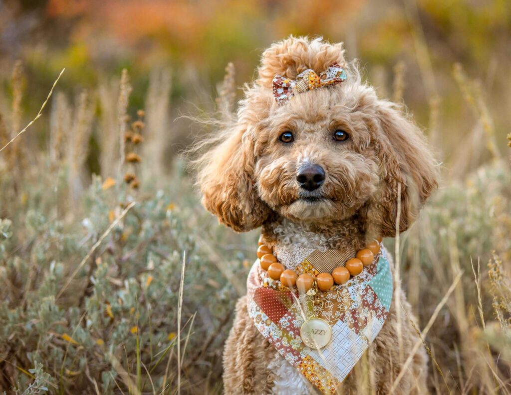 Salt Lake City Professional Pet Photographer - Fuzzy Love Photography